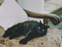 Ebony & Lucy | Paws & Claws