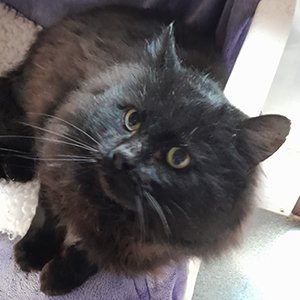 Homing | Paws & Claws